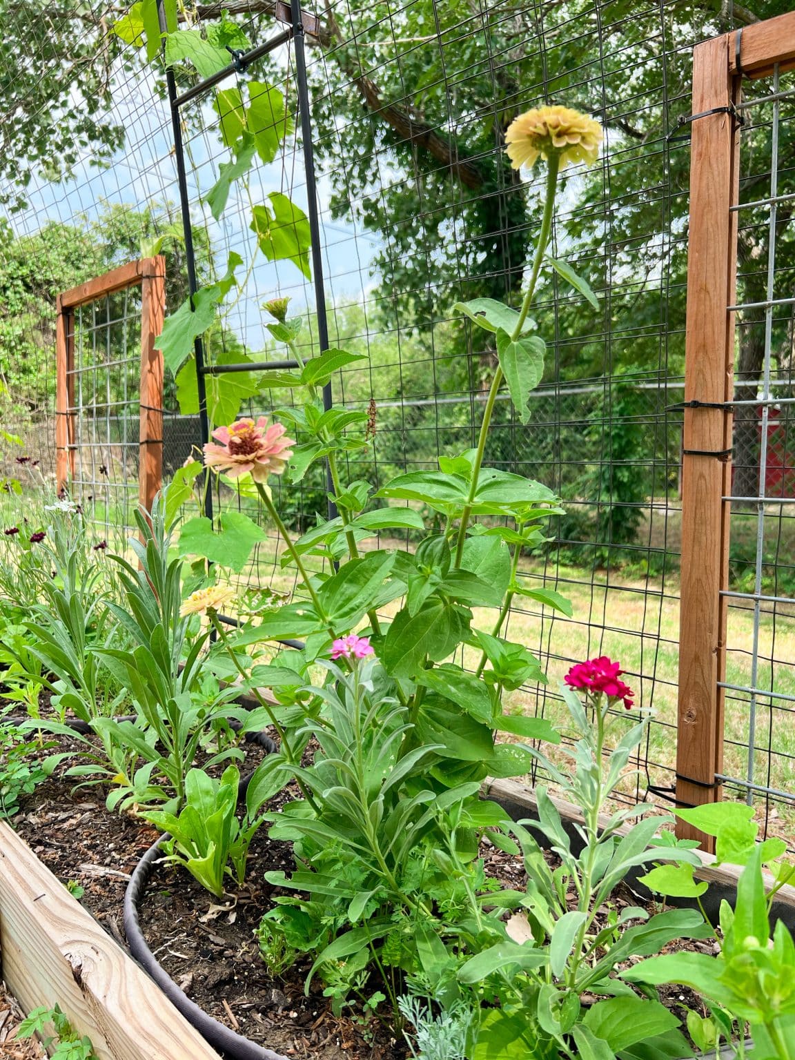 Kristyn Cole – Official Website